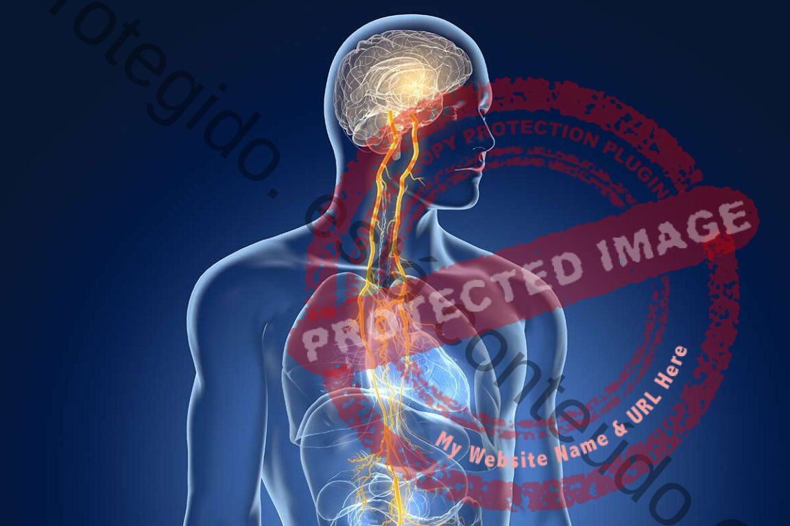 O papel do nervo Vago na comunicação cérebro-corpo: um guia completo ...